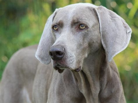 Weimaraner