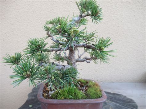 小品五葉松のミドリ摘み 日々盆栽とくらし
