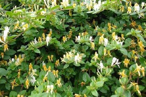 گیاه یاس امین الدوله در مقابله با کووید ۱۹ موثر است خبرگزاری مهر