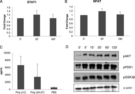 Levels Of Dna Binding Activity Of Stat1 A And Nfat B In Tr146 Cells Download Scientific