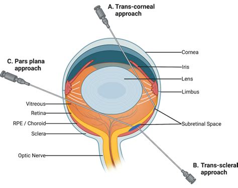 Sub Retinal Delivery Of Human Embryonic Stem Cell Derived Photoreceptor Progenitors In Rd10 Mice