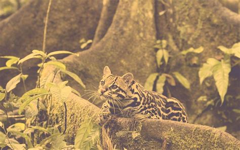 Ева элфи и адам оцелот свадьба 61 фото