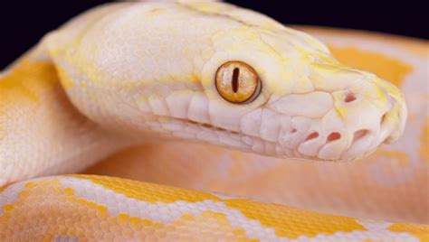 Python Traverses Plumbing To Emerge From Toilet And Bite Neighbor S Genitals IFLScience