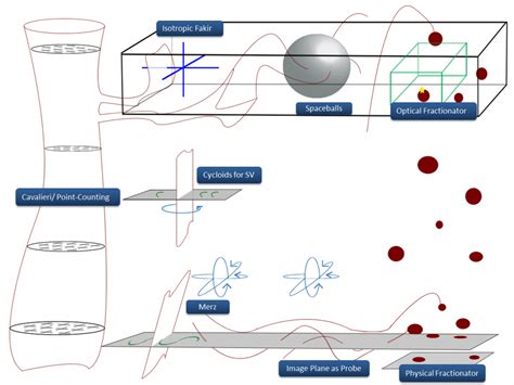 Probe Index Stereology Info