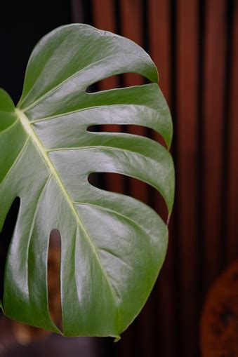 따뜻한 실내 환경에서 독특한 자연 패턴과 생생한 색상을 보여주는 녹색 몬스테라 잎의 클로즈업 보기 0명에 대한 스톡 사진 및 기타 이미지 Istock