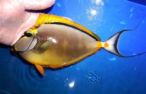 楽天市場海水魚ハギ通販状態良好インド洋産ミヤコテングハギXXLサイズ 個体販売28cmNo 1生体 海水魚