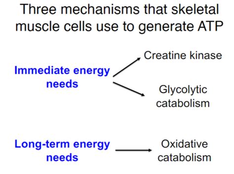 Biol 252 Lesson 11 Flashcards Quizlet