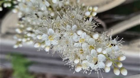 꽃 그리고 아주 작은 개미 Youtube