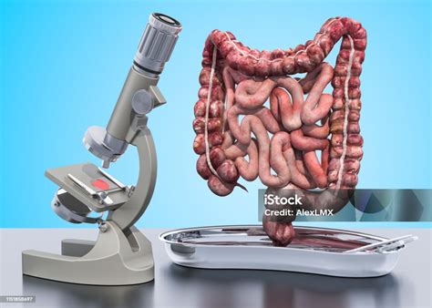 대 장 질환 개념의 연구 및 진단 인간 창 자 3d를 가진 실험실 현미경 3차원 형태에 대한 스톡 사진 및 기타 이미지 3차원 형태 개념 개념과 주제 Istock