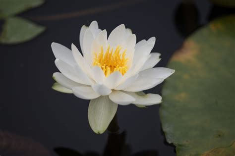 初夏の大船植物園 1 睡蓮 写真道楽人のブログ