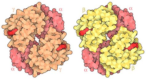 Pdb 101 Molecule Of The Month Fetal Hemoglobin