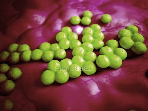 Methicillin Resistant Staphylococcus Aureus Bacteria — Bacterial Infection Computer Stock