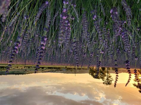 Новини Львова Прованс на Львівщині локації де в області квітне лаванда