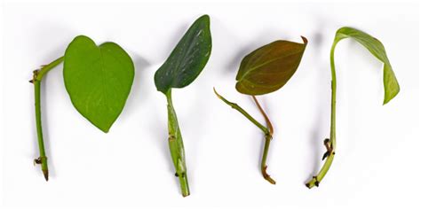 The Fundamentals Of Indoor Plant Propagation Primex Garden Center Blog