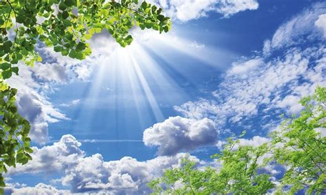 Деревья на фоне неба 73 фото Funny Fruit Outdoor Clouds