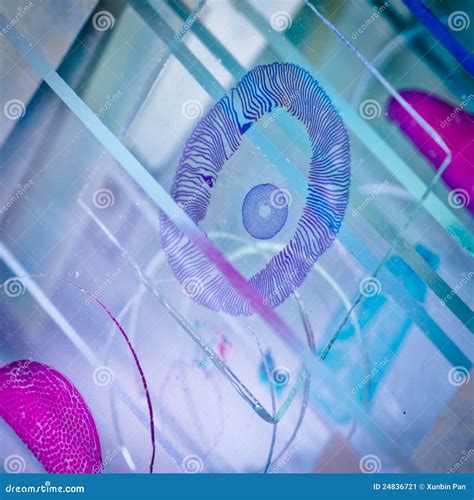 Science Microscope Slide Stock Image Image Of Biology 24836721