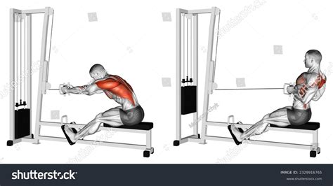 2 Thousand Seated Row Exercise Royalty Free Images Stock Photos Pictures Shutterstock