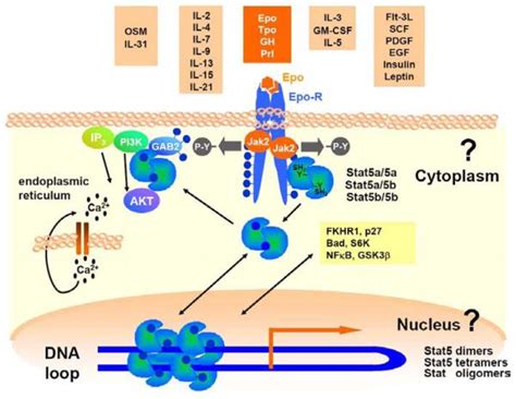 The Different Functions Of Stat5 And Chromatin Alteration Through Stat5