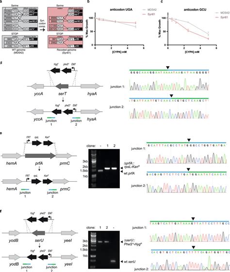 Consequences Of Synonymous Codon Compression In Syn61 A Synonymous