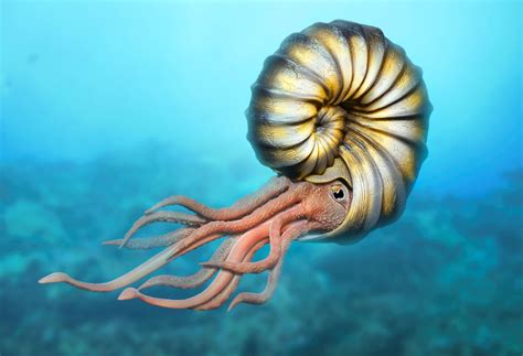 The Late Paleozoic Era