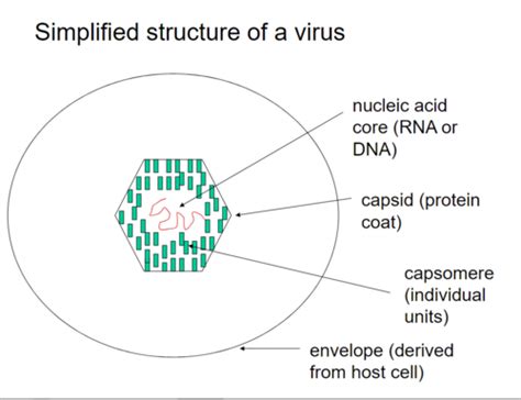[1st Year] Infectious Agents Flashcards Quizlet