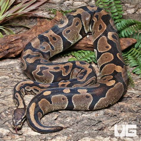 Lavender Albino Spider Ball Python For Sale Underground Reptiles