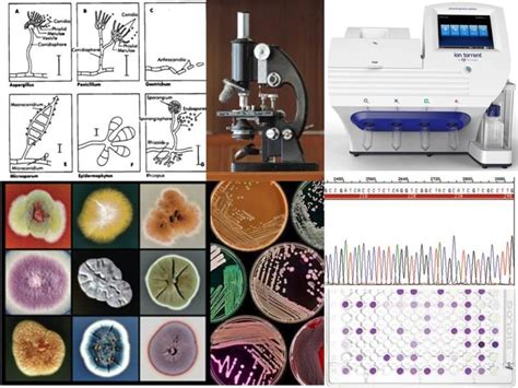 Microbial Identification Analytical Services Agharkar Research