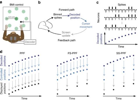 Rapid Control And Feedback Rates Enhance Neuroprosthetic Control Nature Communications