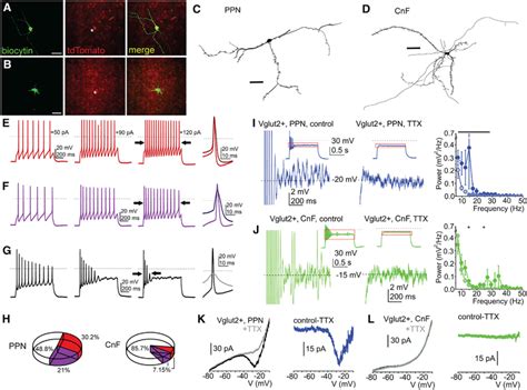Modulation Of Motor Behavior By The Mesencephalic Locomotor Region Abstract Europe Pmc