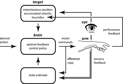 Extension Of The Optimal Feedback Control Model Scott 2004 To Include Download Scientific