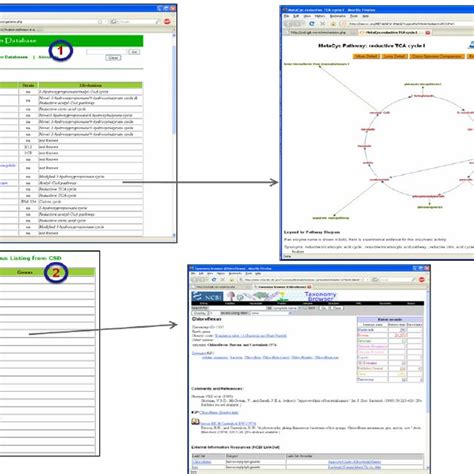 CSD Web Interface Microorganisms Information And Its Interaction Download Scientific