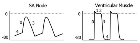 Sa Node Action Potential