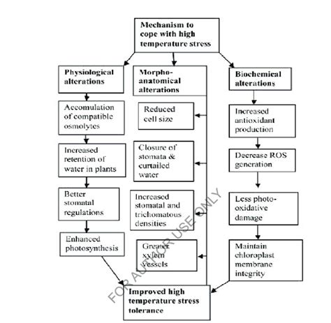 Schematic Representation Of Morphological Physiological And Download Scientific Diagram