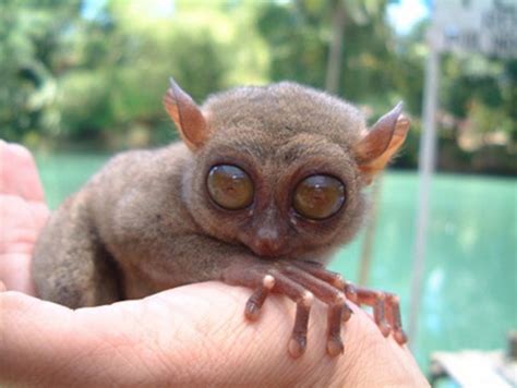 Meet The Philippine Wildlife World Record Holders Hubpages