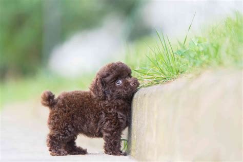 Toy Poodle Full Profile History And Care
