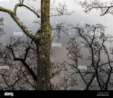 Reflection Of The Tree Branches Hi Res Stock Photography And Images Alamy
