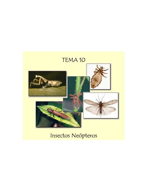 Insectos Neópteros Clasificación Y Ejemplos Pdf Insectos Mosca