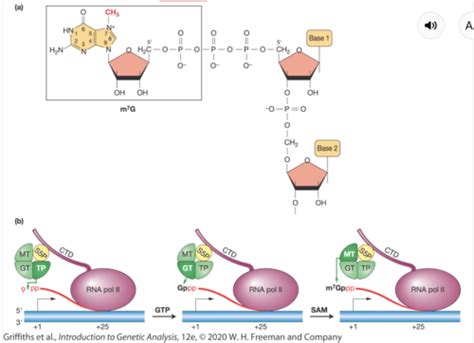 Chapter 8 Processing Of Mrna In Eukaryotes Flashcards Quizlet