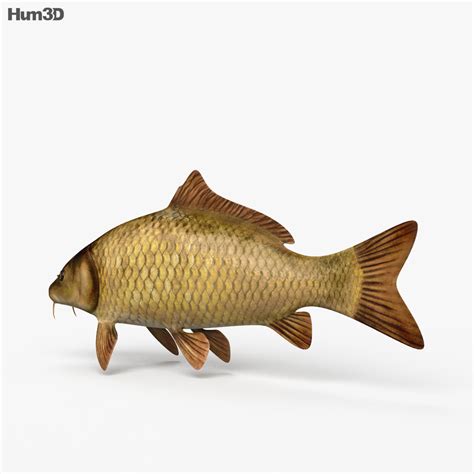 3d carp - barterjza