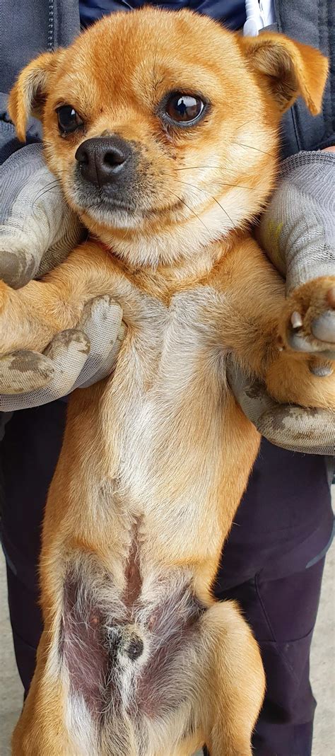 경남 창녕 유어면 신문에서 노랑색 강아지 구조