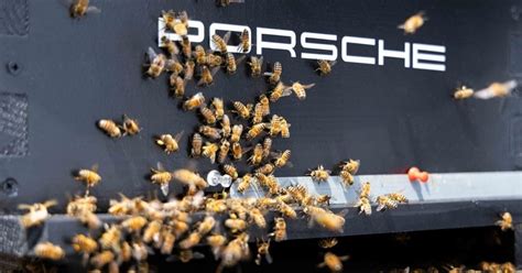 포르쉐코리아 꿀벌 살리기 확대 2번째 ‘빌리브 인 드림 도시 양봉장 조성