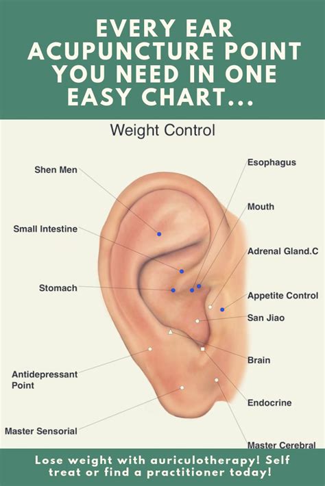 See All Our Master Auriculotherapy Charts With Dozens Of Different