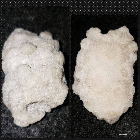 Silicified Fossil Coral