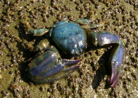 Crabs — Science Learning Hub