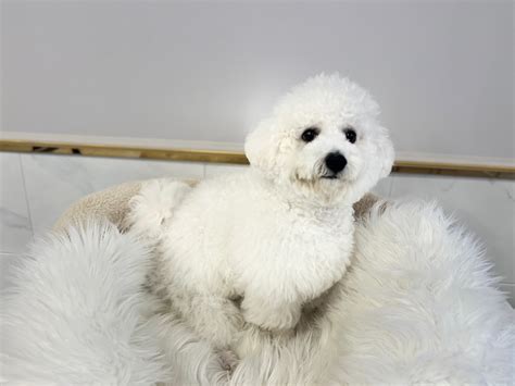 비숑프리제 몽이 폼스키크기 폼치크기 폼피츠크기 푸숑크기 노르웨이숲크기 데본렉스크기 뱅갈크기 샴크기 셀커크렉스크기 스핑크스크기 아메리칸숏헤어크기 아메리칸컬크기 아비시니안크기