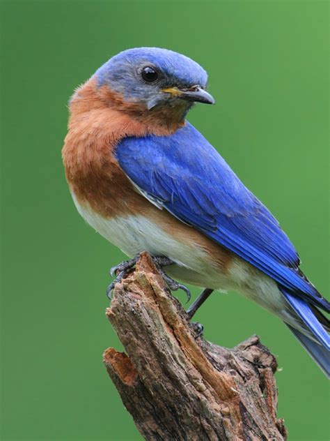 Eastern Bluebird Eastern Bluebird Conservation At Charlottes Quest