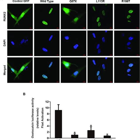 Functional Analyses Of Runx2 Mutations On Protein Subcellular