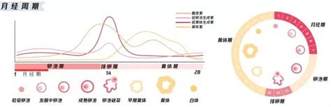 您了解自己的排卵吗 安徽农业大学校医院