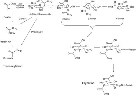 Activation Of Carboxylic Acids To Ag And Acyl Coa Thioester Conjugates Download Scientific