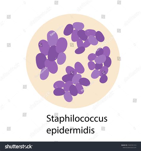 Bacteria Staphylococcus Epidermidis Icon Isolated On Stock Vector